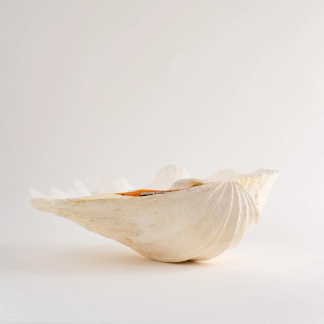 Large Sea Shell Vessel | Chairish