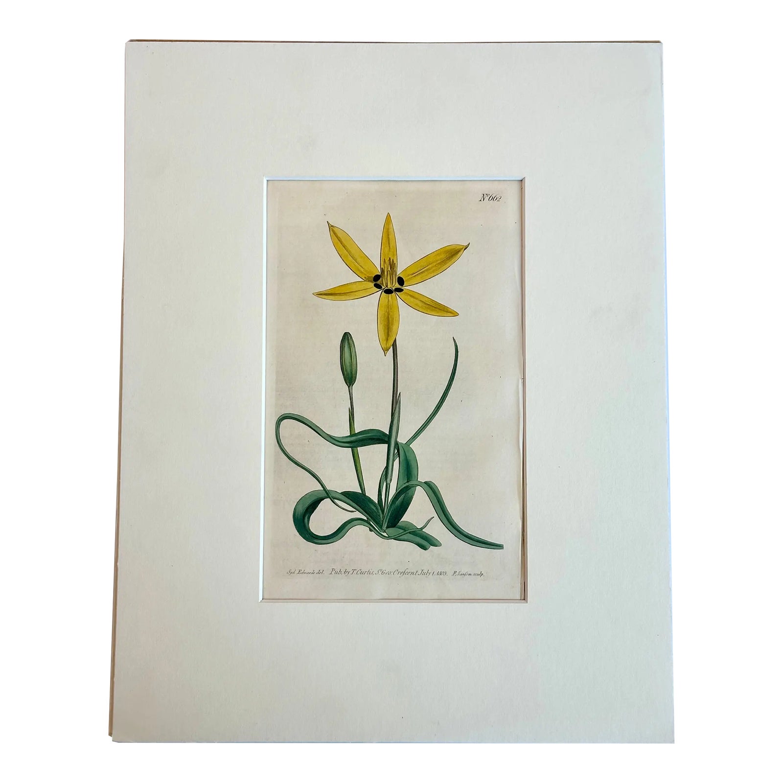 Antique Yellow Flowered Star Botanical Engraving by Curtis, 1803 | Chairish