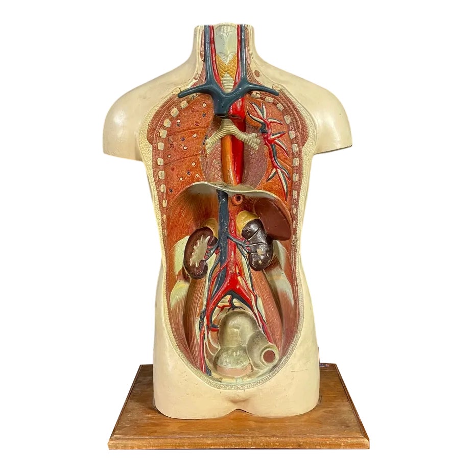Educational Anatomical Model of Human Body, Former Czechoslovakia ...