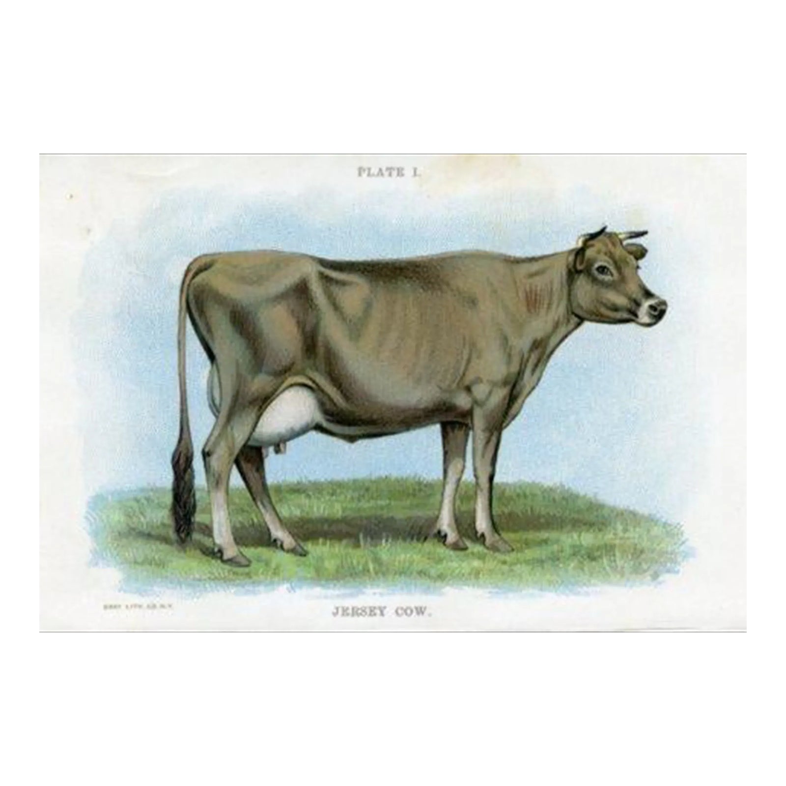 1913, Jersey Cow Print, Original Antique Cow Print, Lithograph, United ...