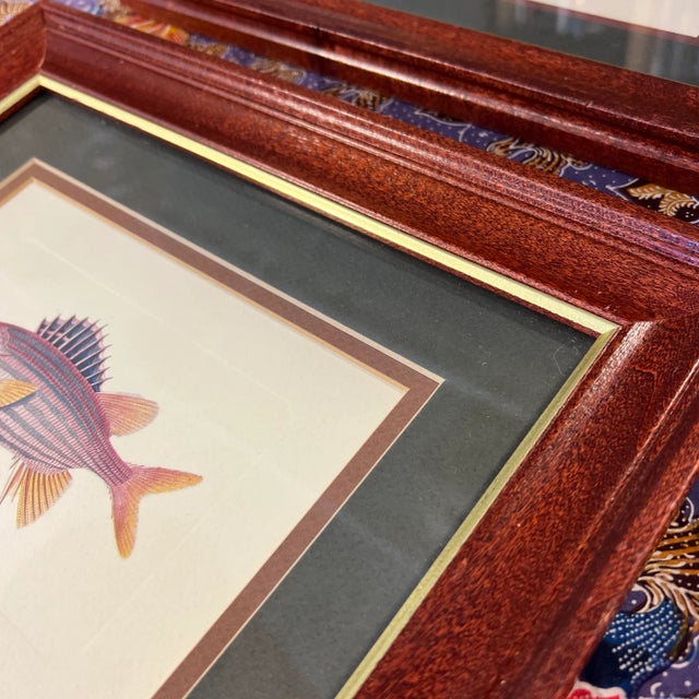 Vintage Pair of Framed Fish Prints | Chairish