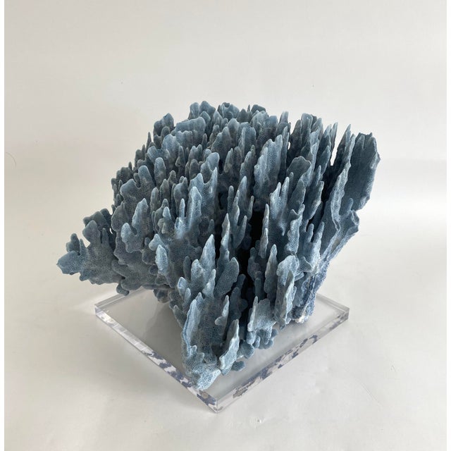 Statement Size Natural Blue Coral on Acrylic Base | Chairish