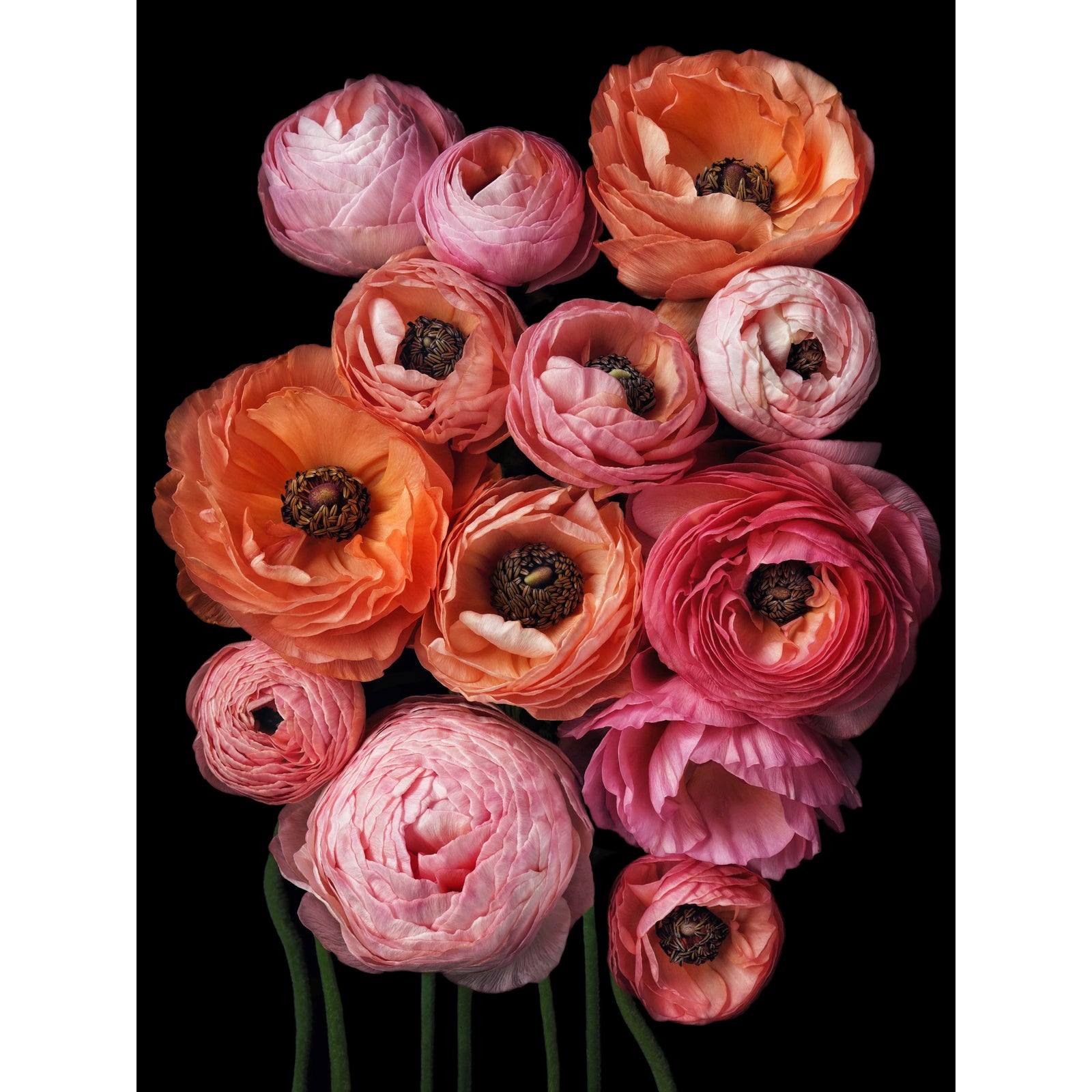 Photographic Botanical Print, “Abundance” by Artist Debi Shapiro | Chairish