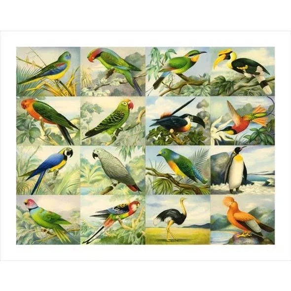 Vintage '16 Birds' Archival Print | Chairish