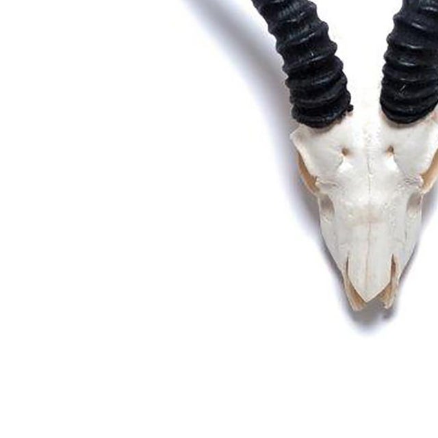 African Springbok Horn, Full Skull | Chairish