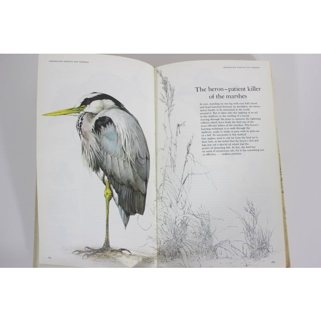 1972 Coffee Table Book for Decorating Book of British Birds | Chairish