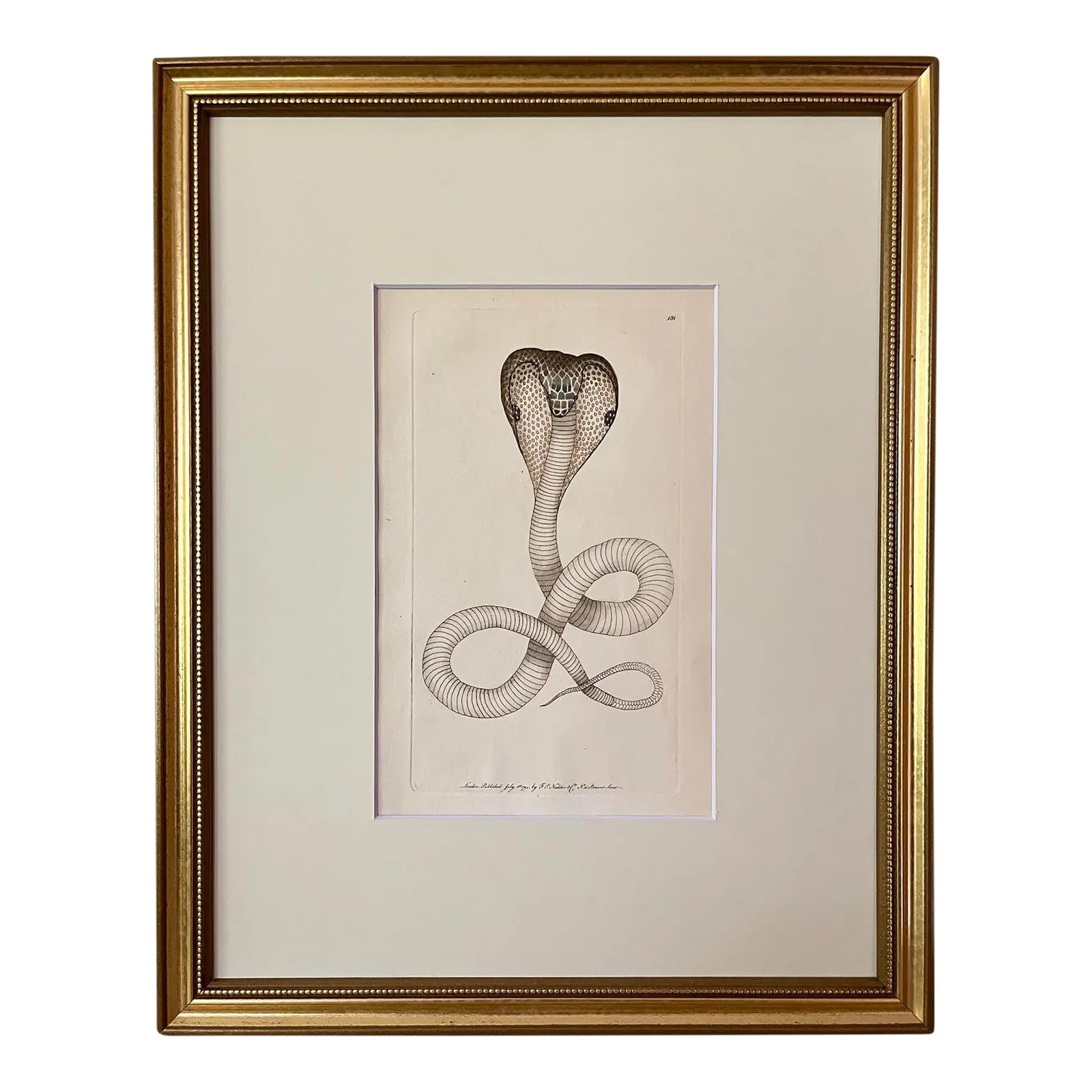 Antique Original Print of a Cobra Published London 1794 by Shaw and ...