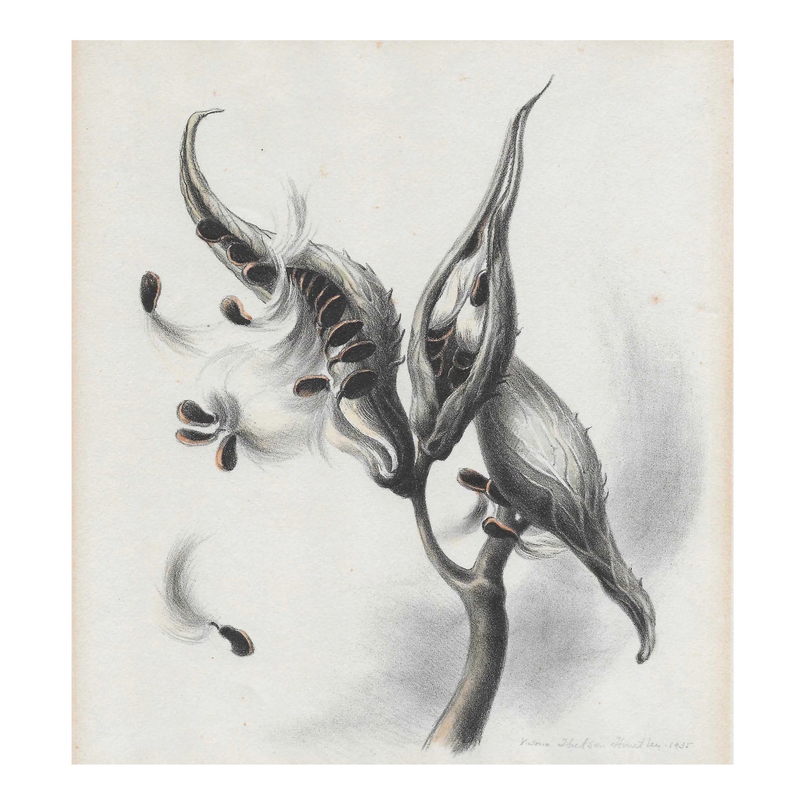 1935 Botanical Color Lithograph Victoria Huntley | Chairish