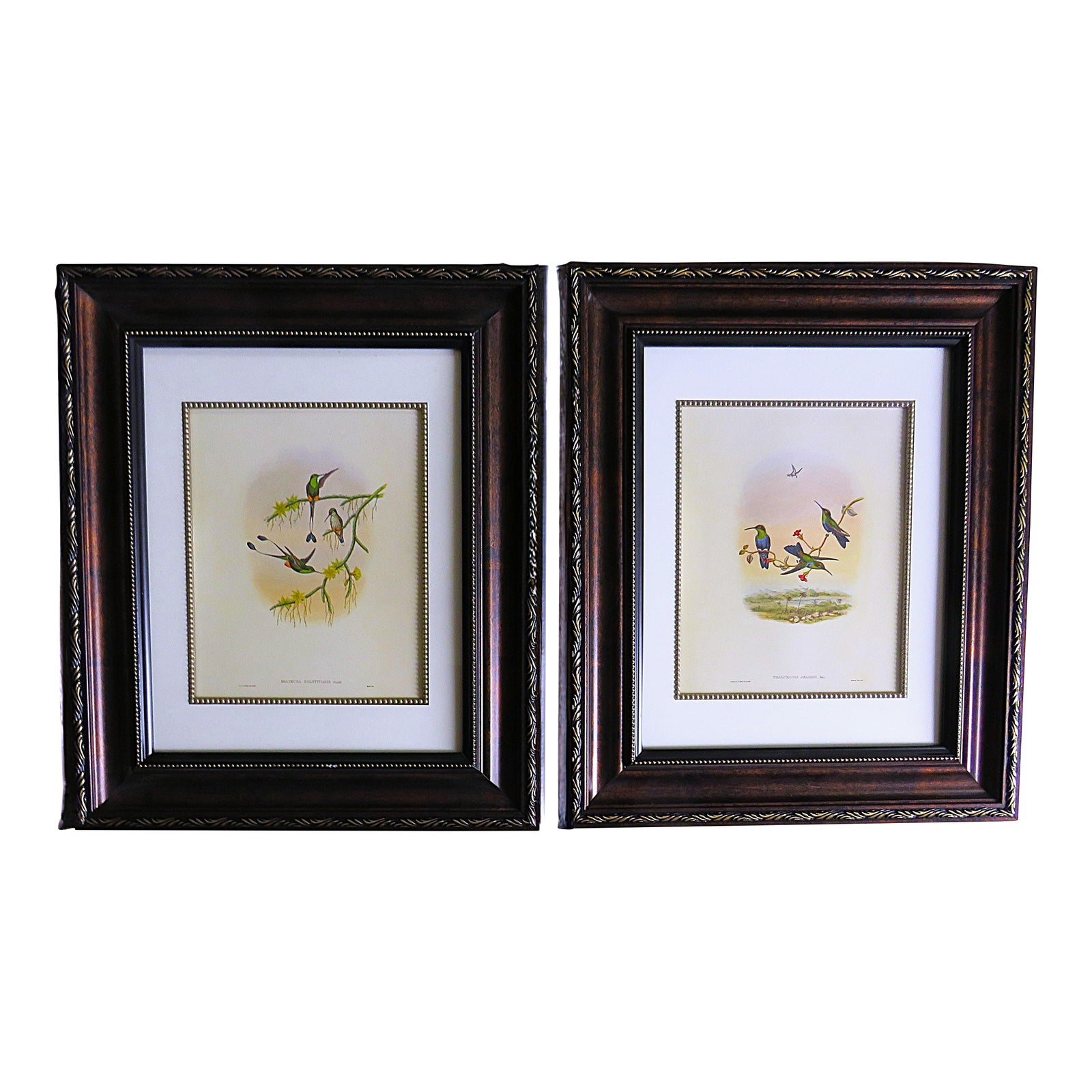 Pair of John Gould Humming Bird Lithographs Prints 1st Edition Framed ...