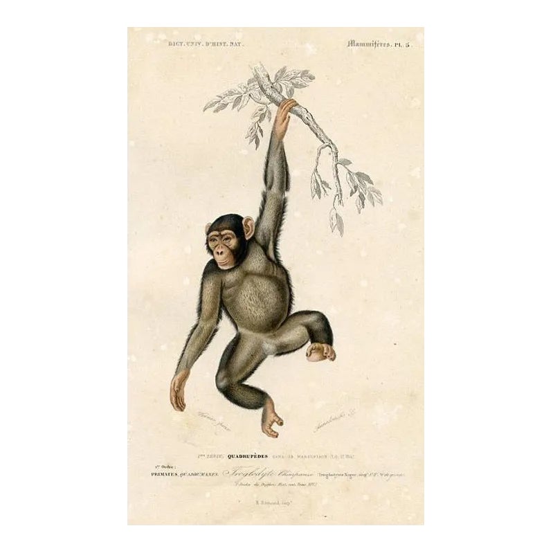 1849, Chimpanzee Print, Antique French Hand-Colored Lithograph | Chairish
