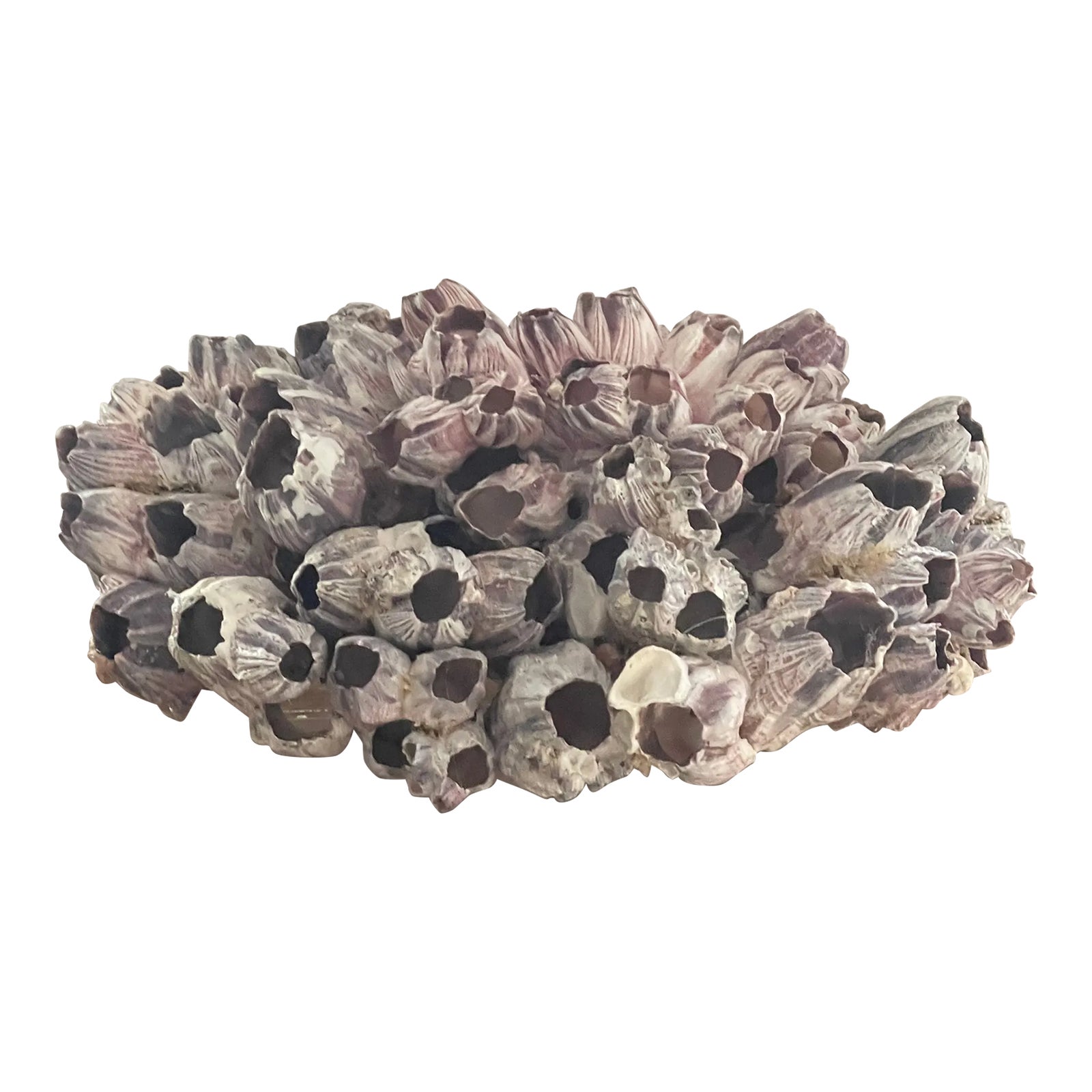 Sea Shell Barnacle Clusters on Lucite Tray Stand | Chairish