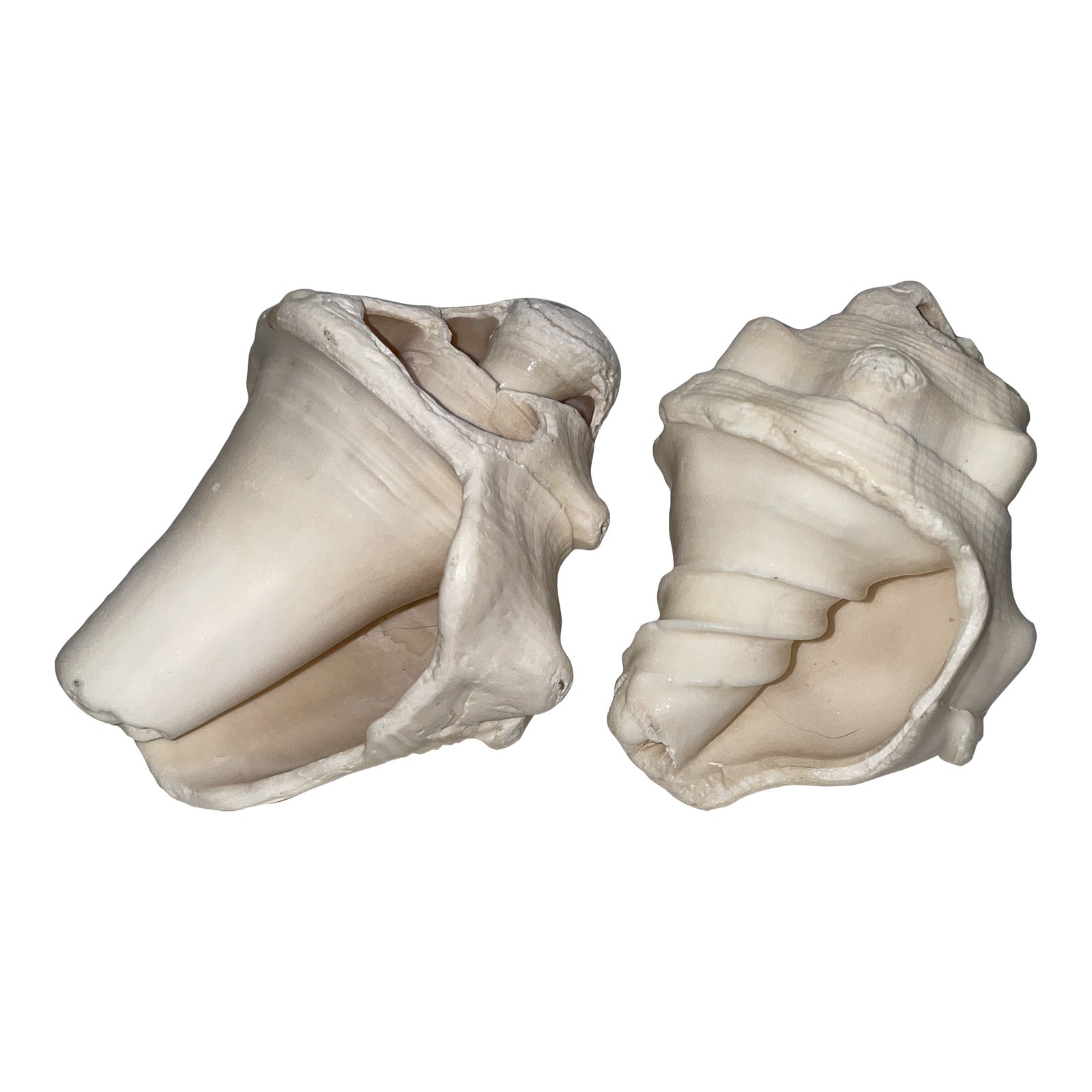 1970s Vintage Pair of Medium Sea Shells | Chairish