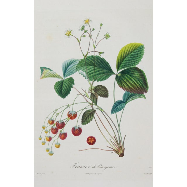 Early 19th Century "Fraisier De Bargemon" (Strawberry of Bargemon ...