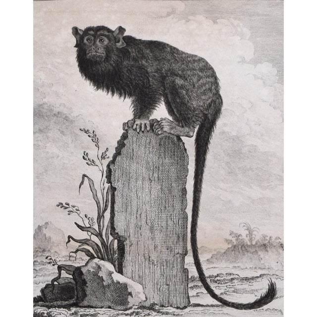 18th Century Original French Monkey Engraving by Buffon 1789 | Chairish