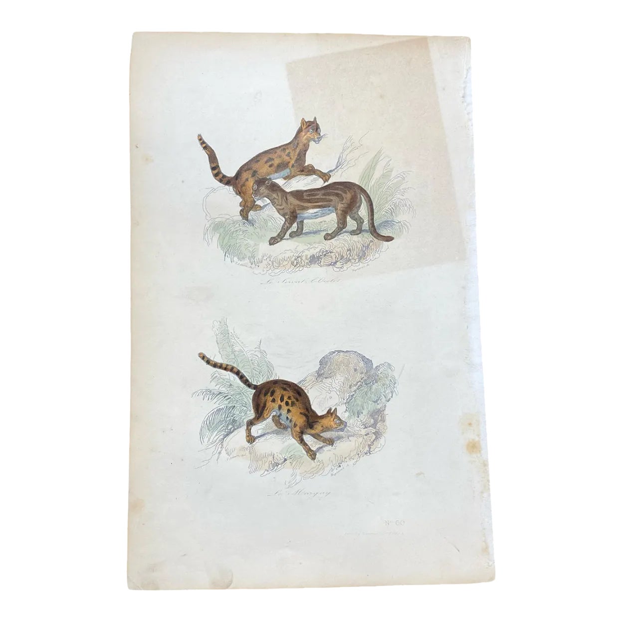 French Antique 18th Century "Le Margay" Animal Engraving Hand Colored ...