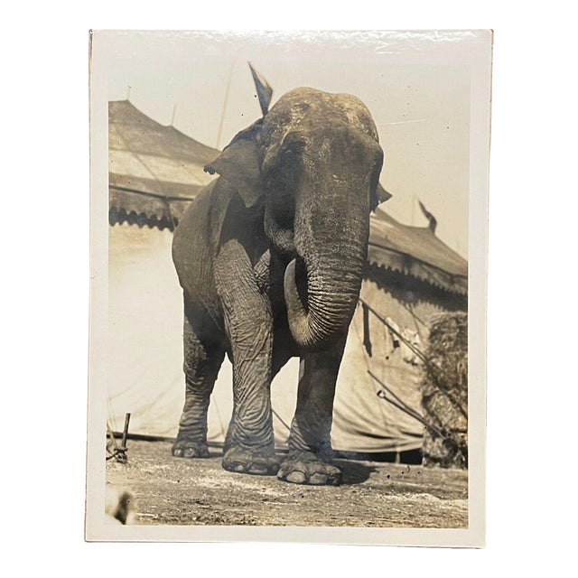 Original Ringling Bros Circus Elephant Portrait Photo - Roland Butler ...