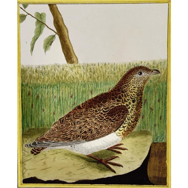 A Falkland Island Quail: An 18th Century Hand-Colored Engraving by ...
