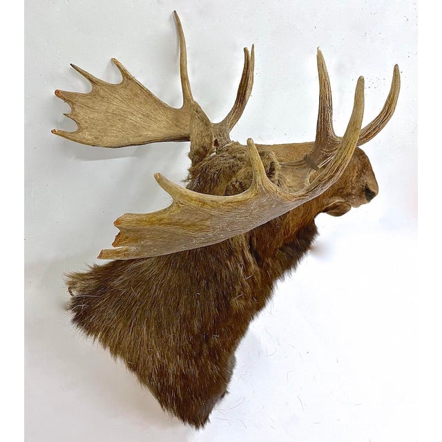 Antique North American Moose Shoulder Mount | Chairish
