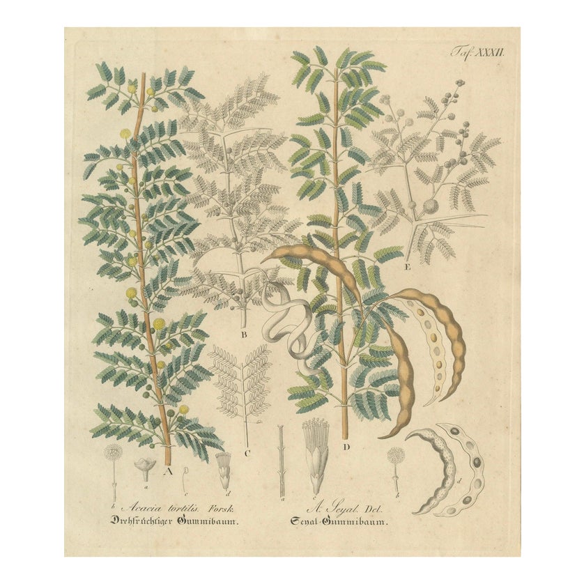 Acacia Tortilis & Acacia Seyal, 1800s, Paper | Chairish