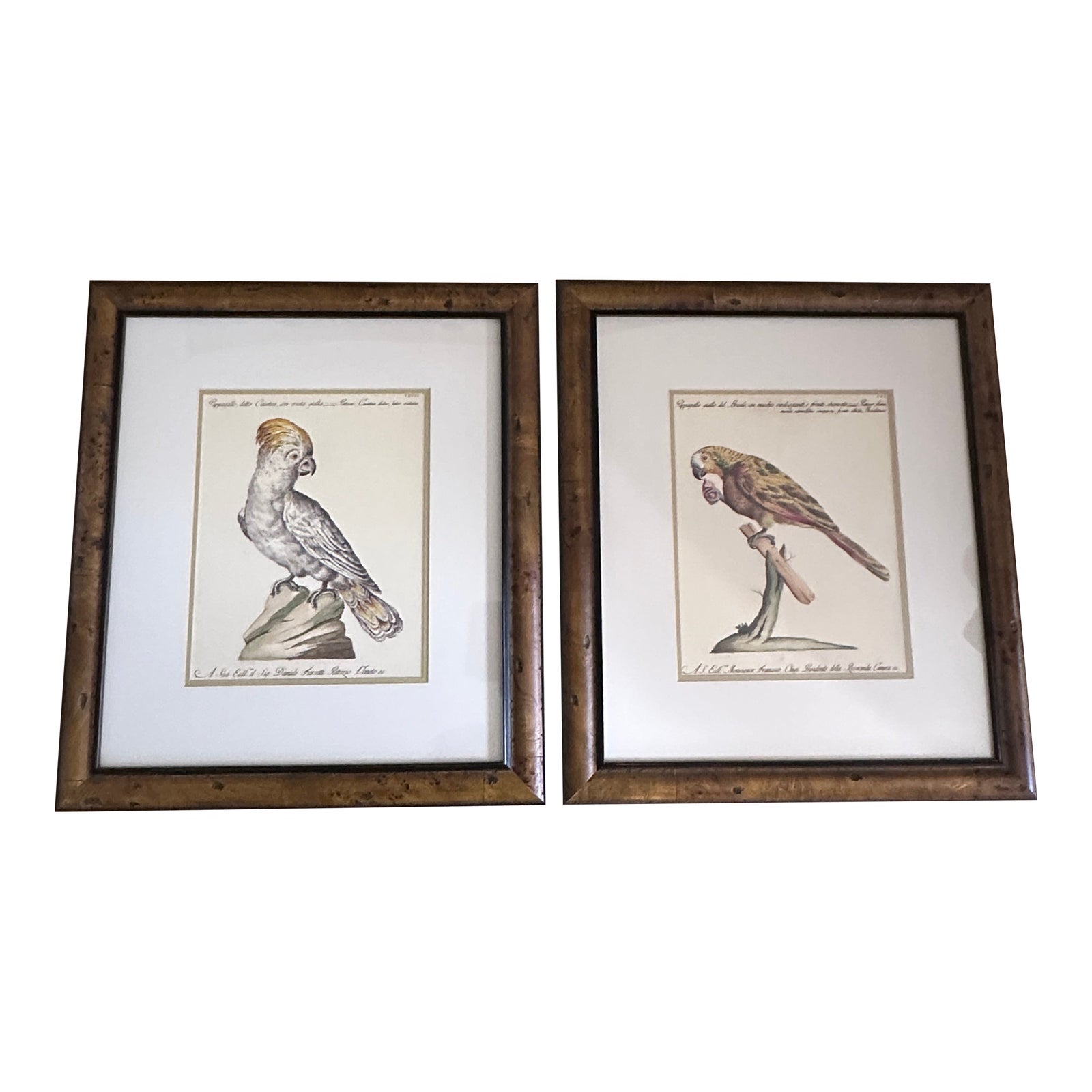 Pair of Italian Parrot Prints | Chairish