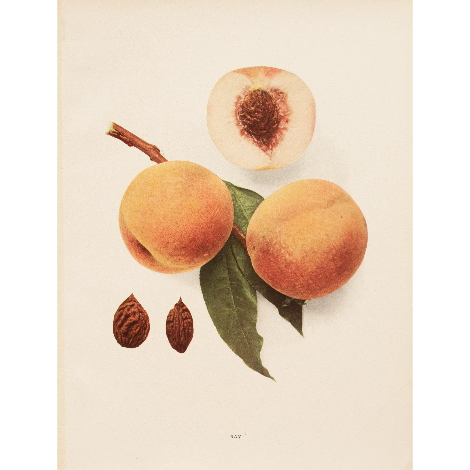 1900s U. P. Hedrick, Original Antique Photogravure of Ray Peaches ...