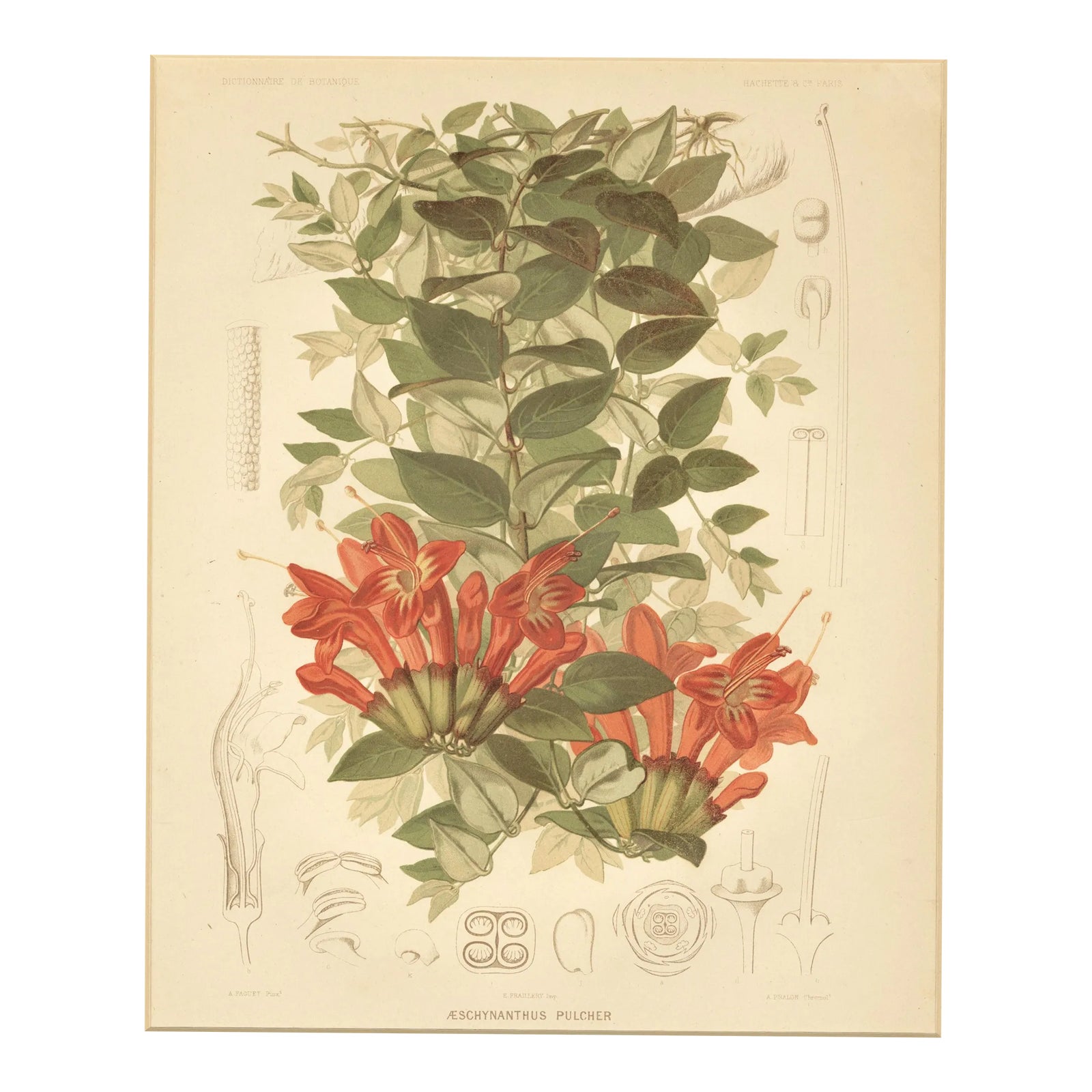 C1880s French Antique Botanical Chromolithograph-Lipstick Plant, Matted ...