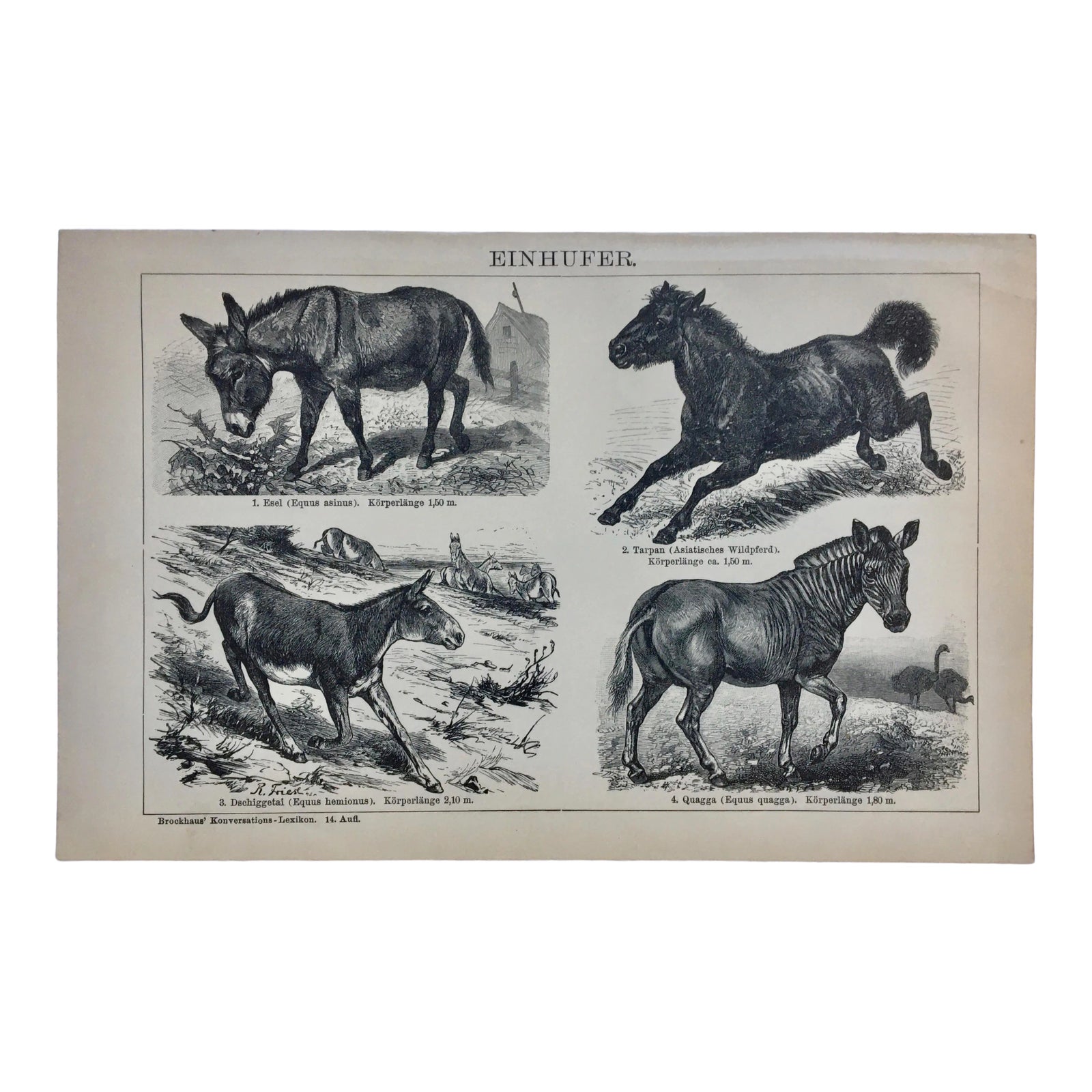 1894 Meyer Lexikon Equine Print - | Chairish