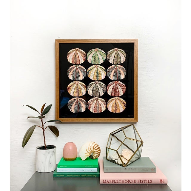 Urchin 12 Ways Giclee Print by Sarah Gordon | Chairish