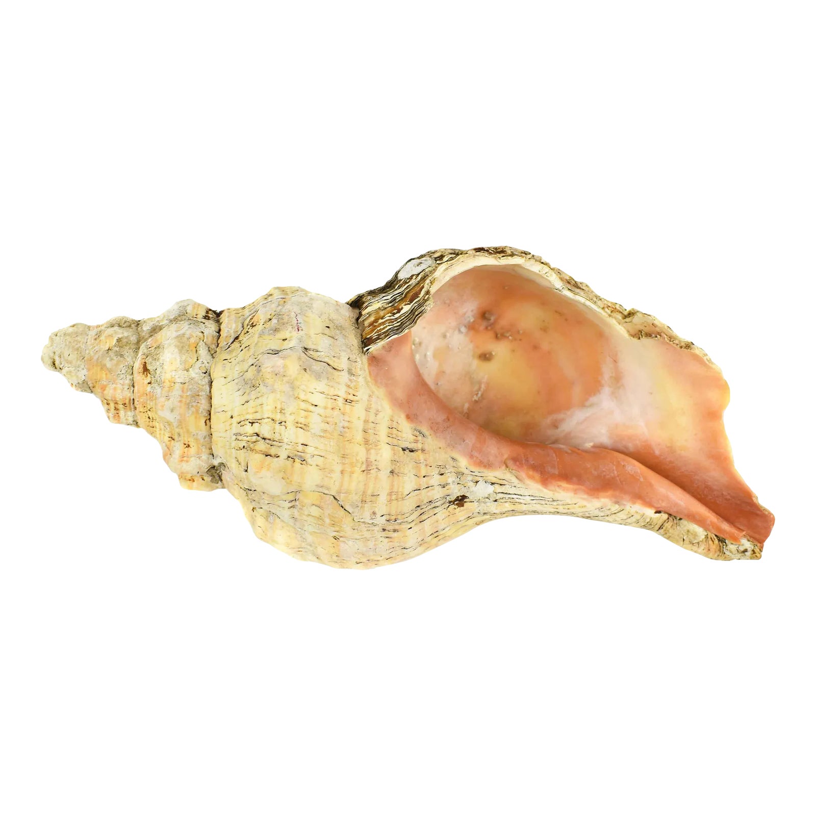 Vintage Large Natural Horse Conch Shell Nautical Coastal Décor | Chairish