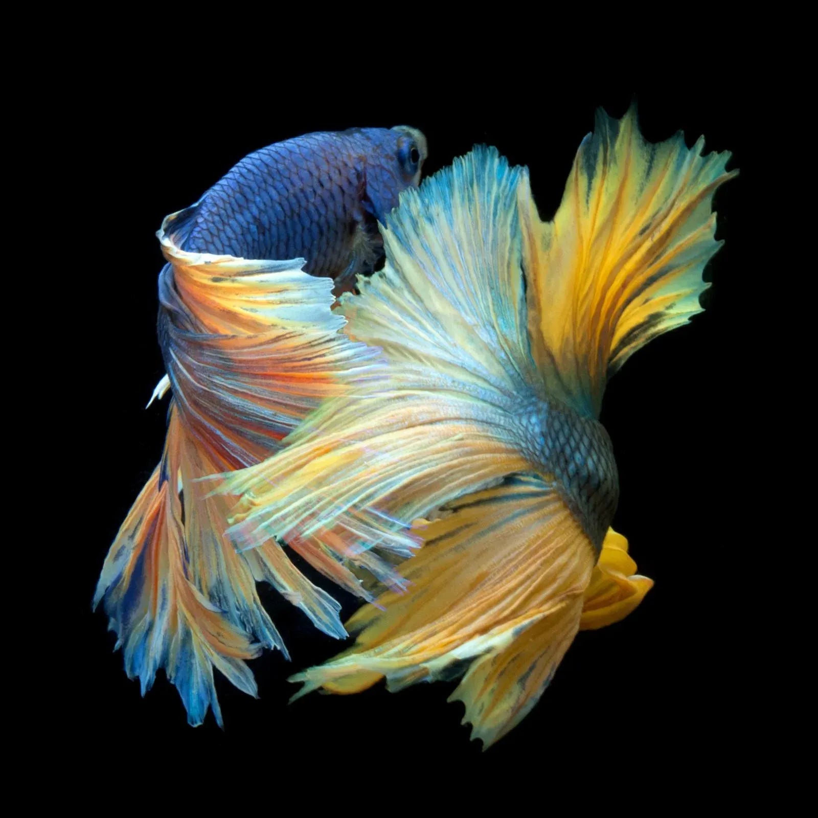 "Betta Collage 56" Contemporary Photograph of a Fish | Chairish