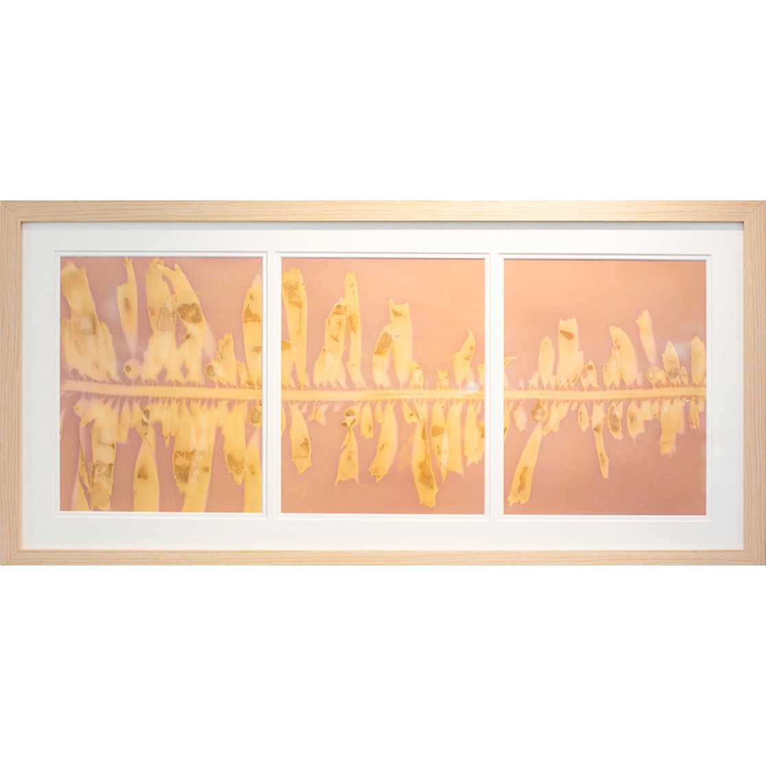 Feather Boa Study 9 Triptych Photographs, Framed | Chairish