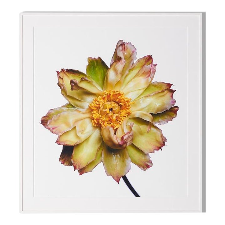 Green Lotus Peony, Framed Photograph, 51 x 56 | Chairish