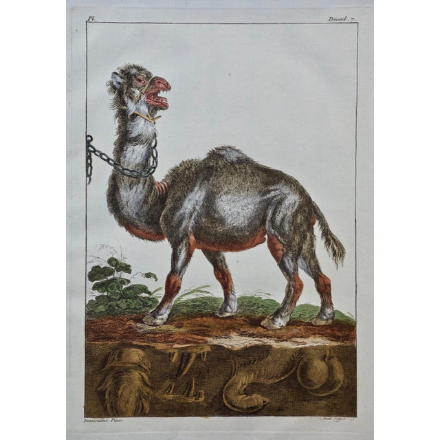 18th Century Hand Colored Engraving of a Camel From Pennant's " British ...