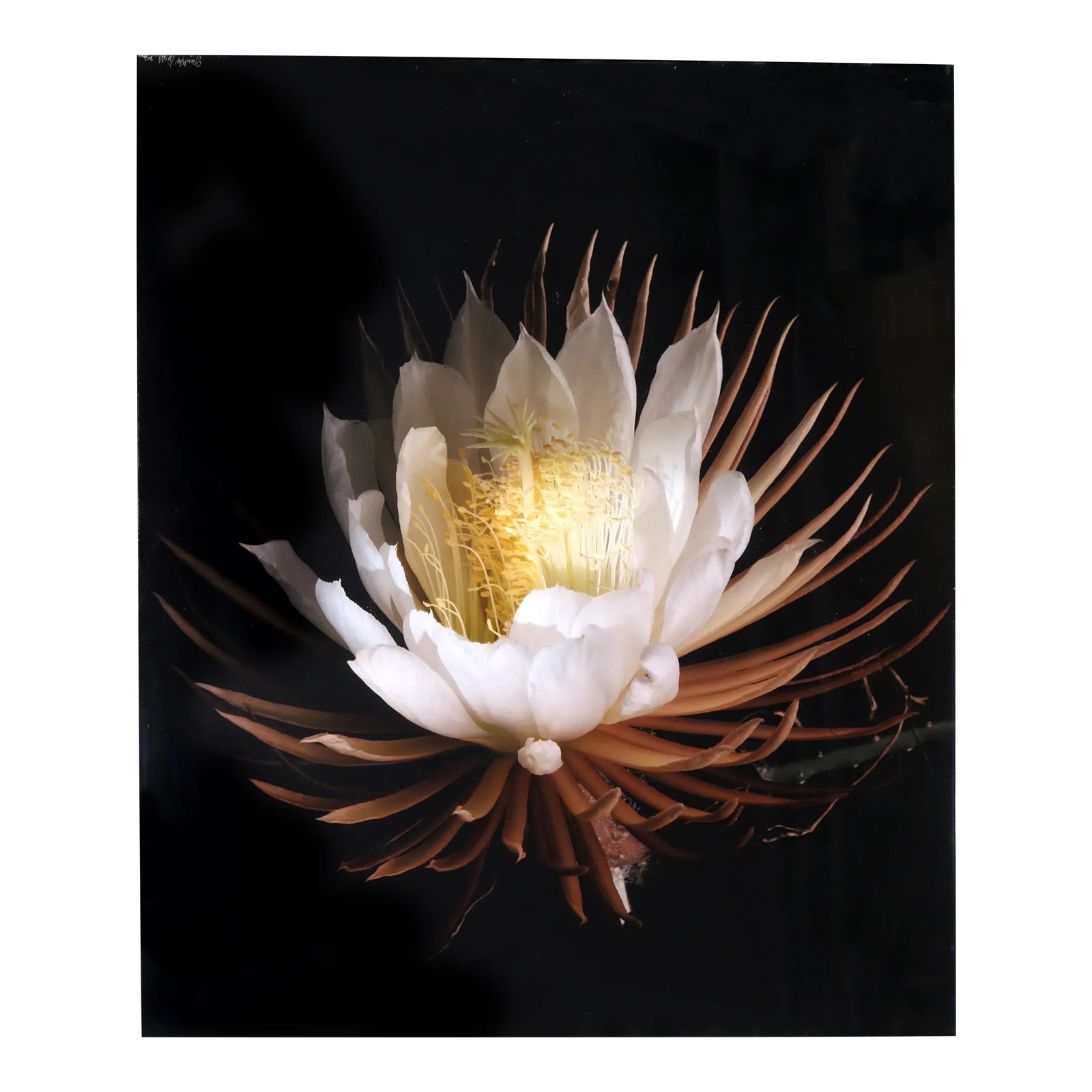 King of the Night, Jonathan Singer, Photography | Chairish