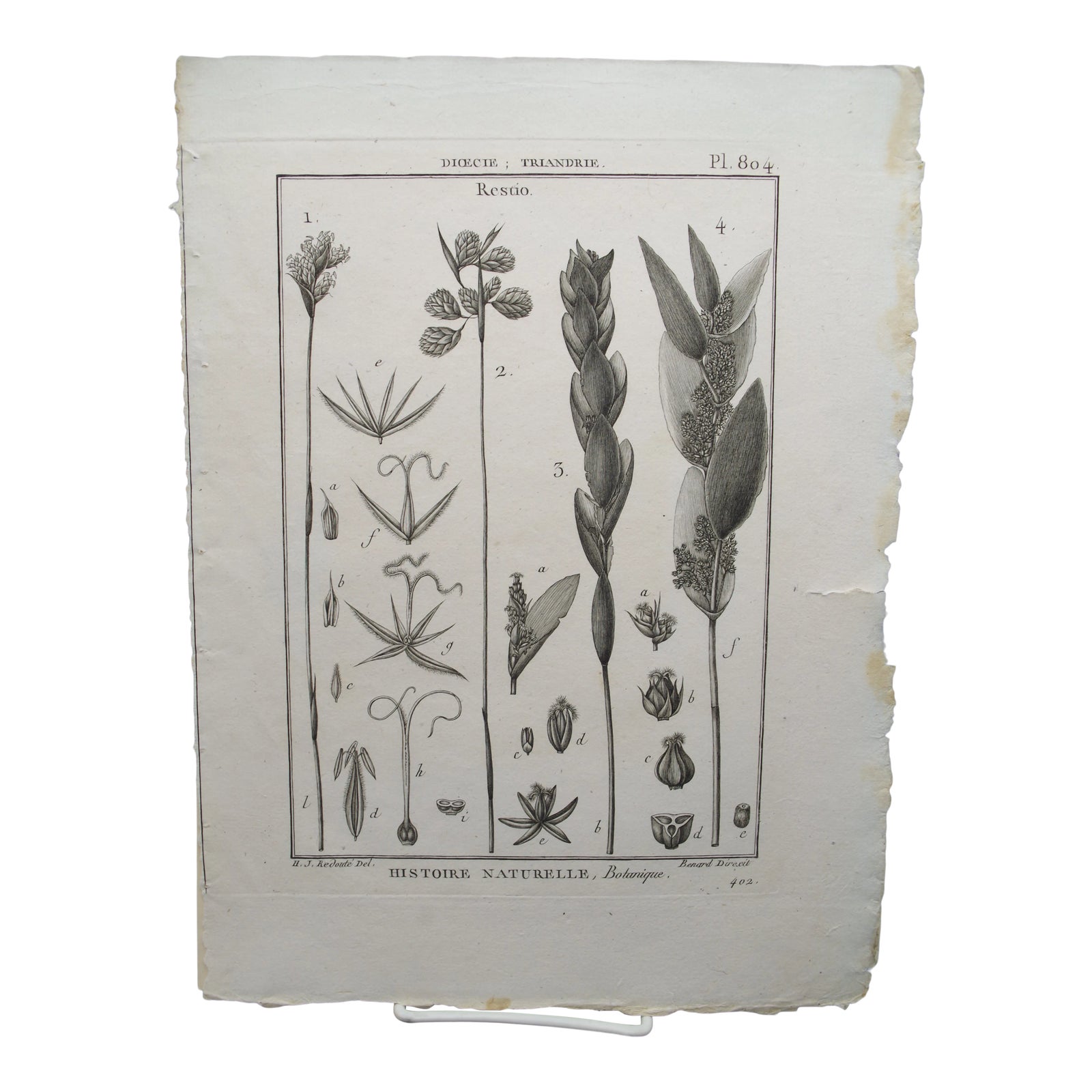 19th Century French Botanical "Encyclopedie Methodique 1800" Henri ...
