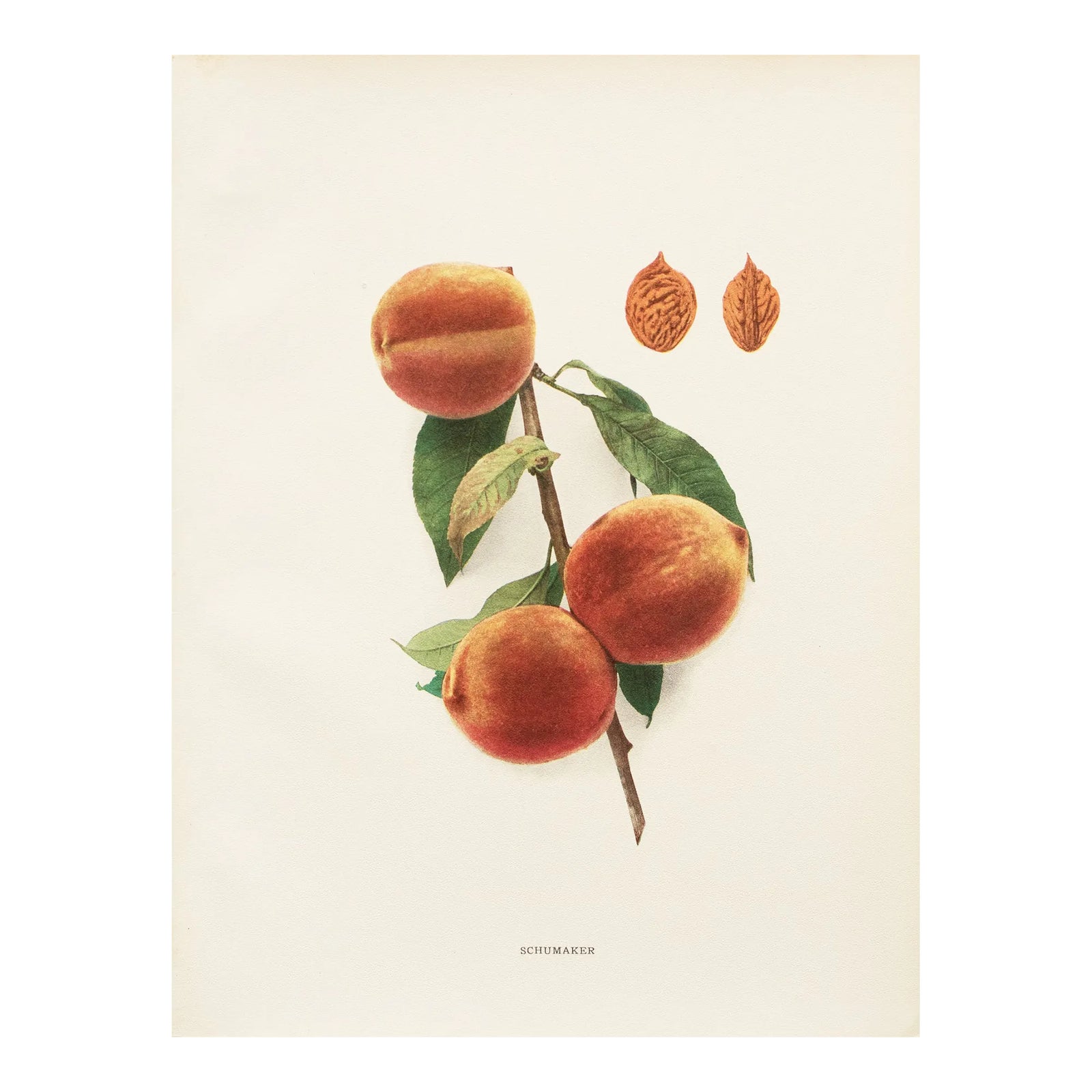 1900s U. P. Hedrick, Original Antique Photogravure of Schumaker Peaches ...