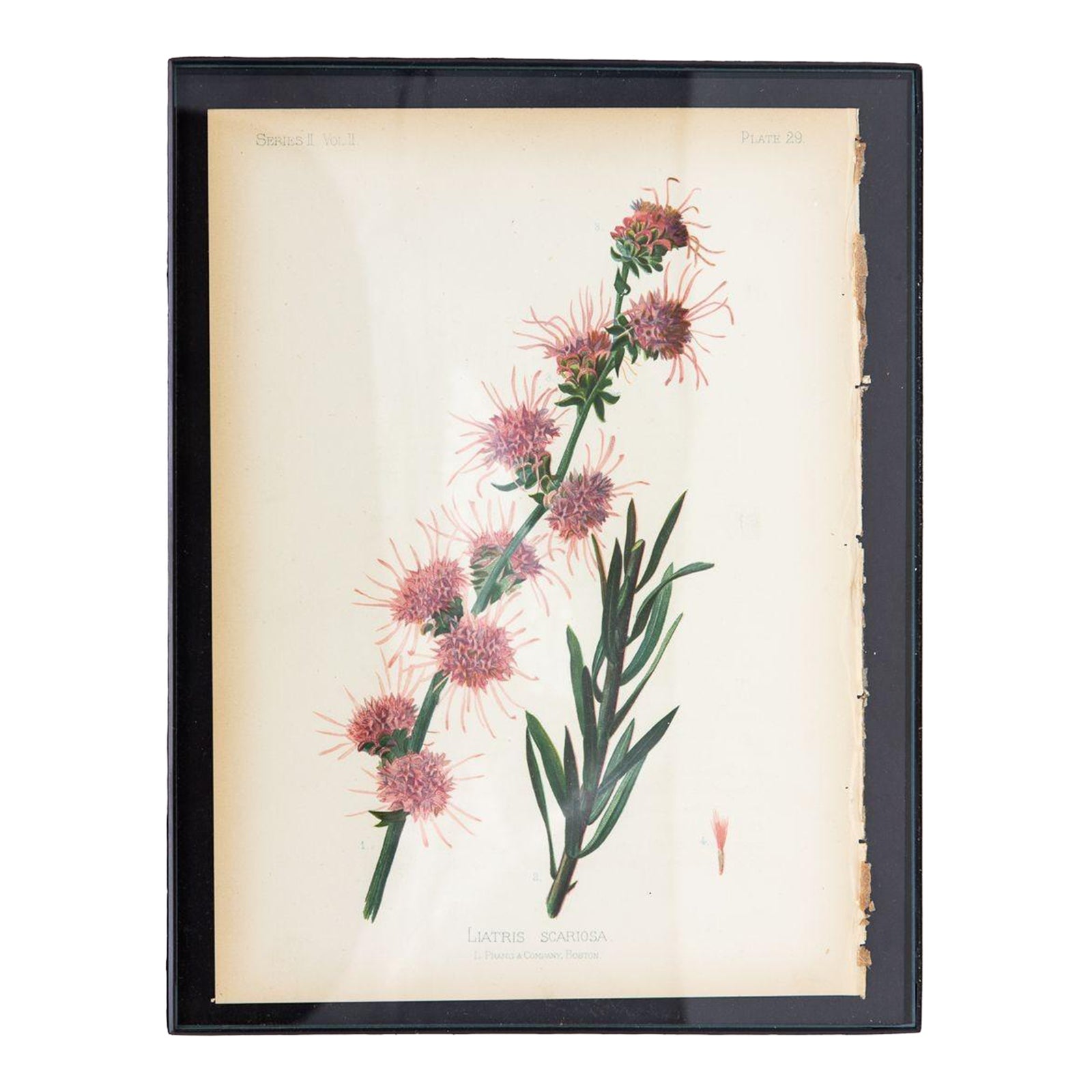 Northern Blazing Star Floral Botanical Print on Paper | Chairish