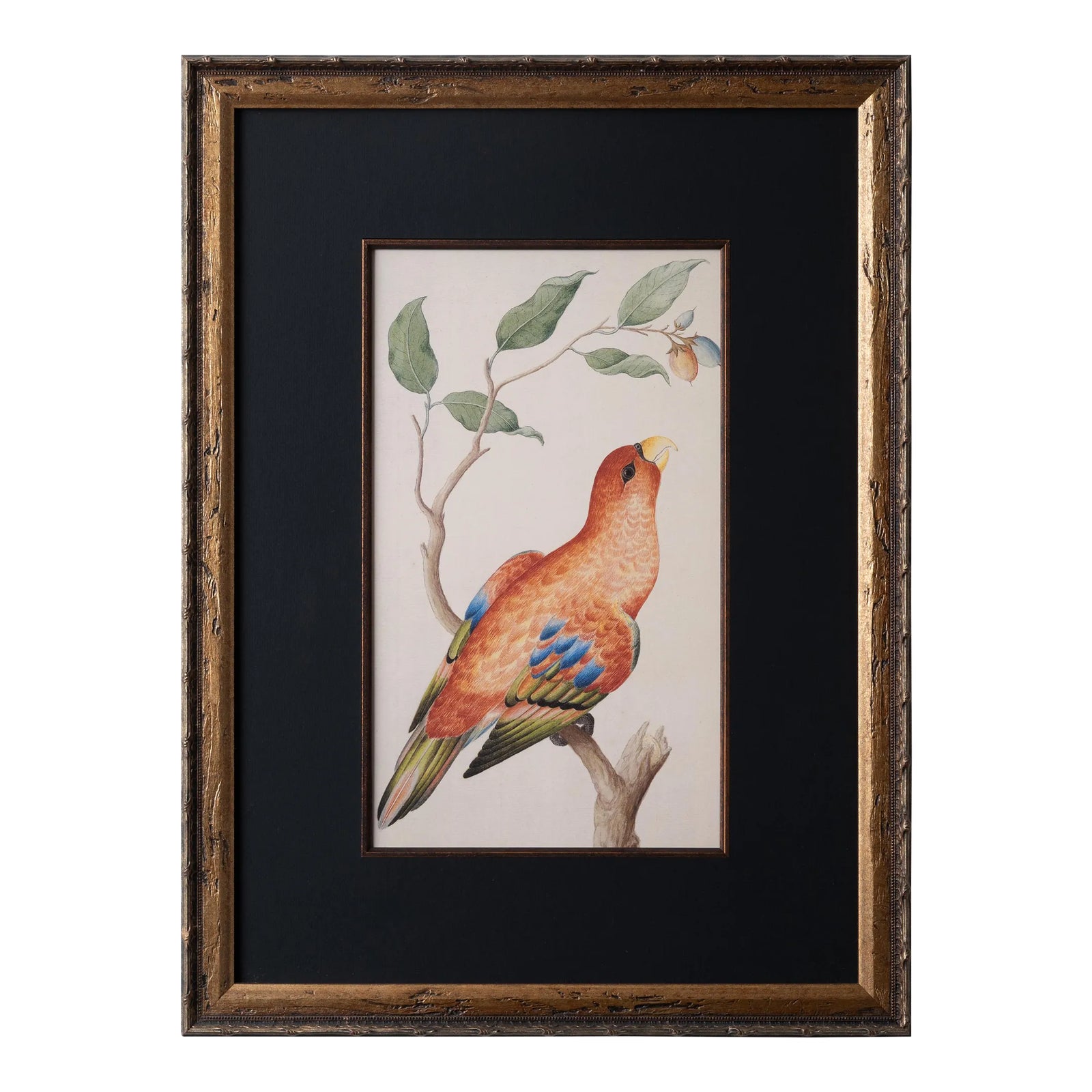 Red Lory Bird Print After Pieter Cornelius De Bevere | Chairish
