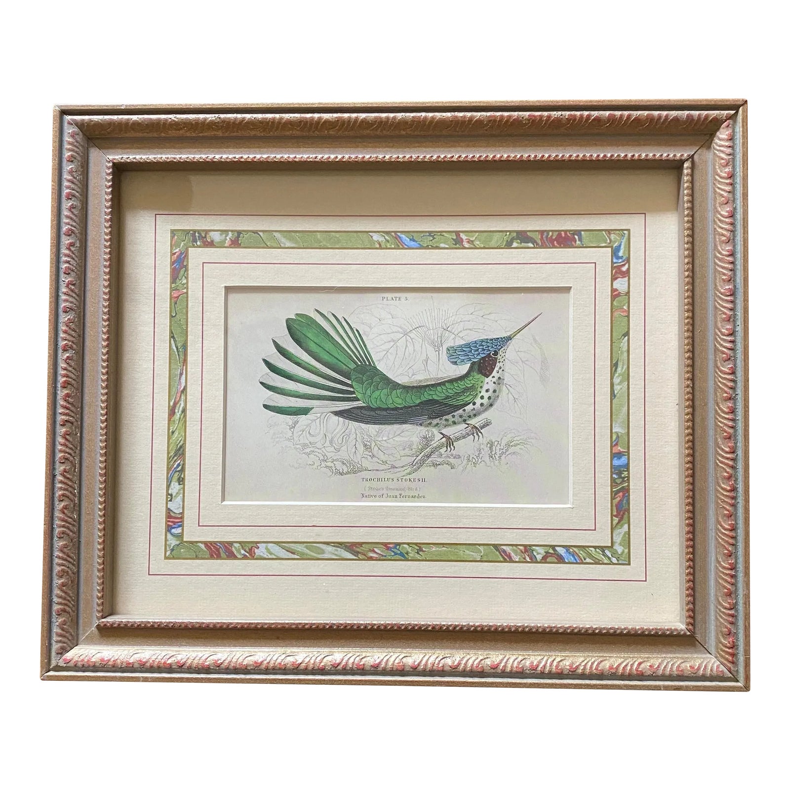 Mid 20th Century Stokes Hummingbird Engraving, Framed | Chairish