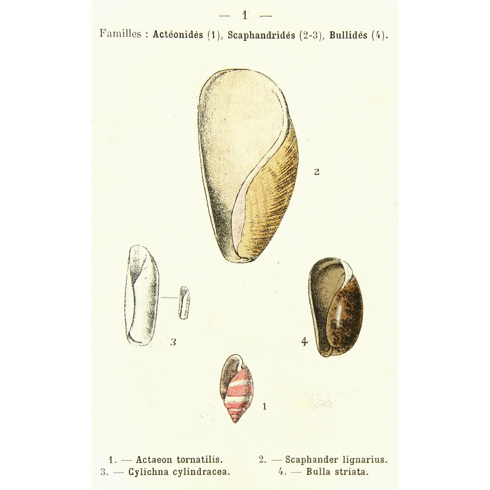 Vintage Lithograph of Seashells, 1913 | Chairish