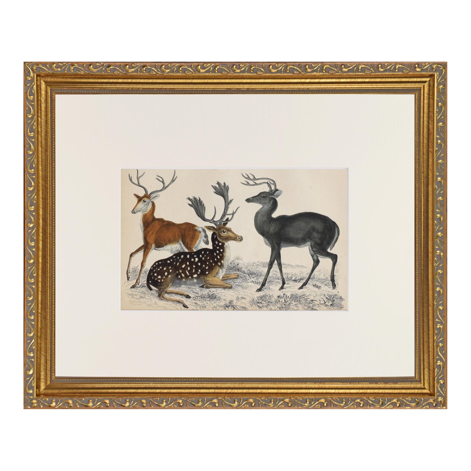 19th Century Antique English Hand Colored Deer Engraving by Goldsmith ...