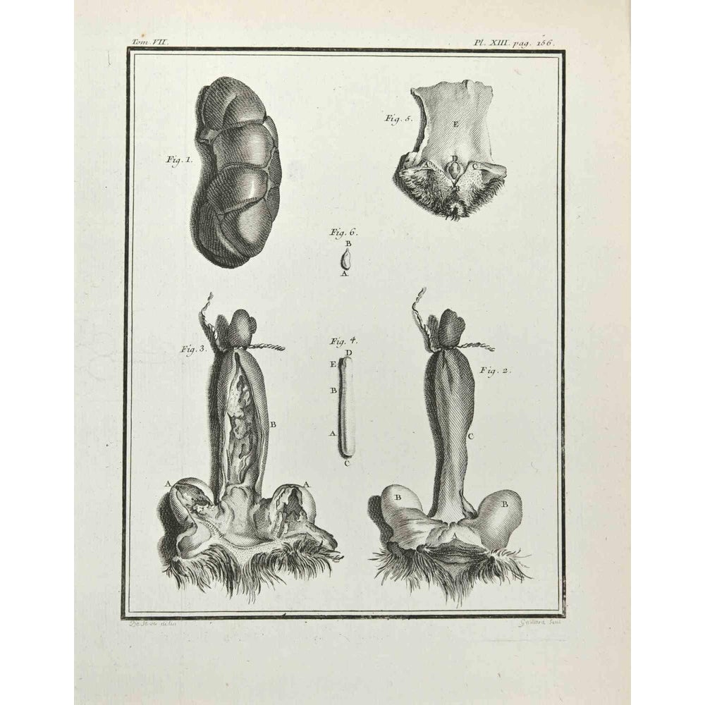 Marcel Gaillard, Anatomy of Animals, Etching, 1771 | Chairish