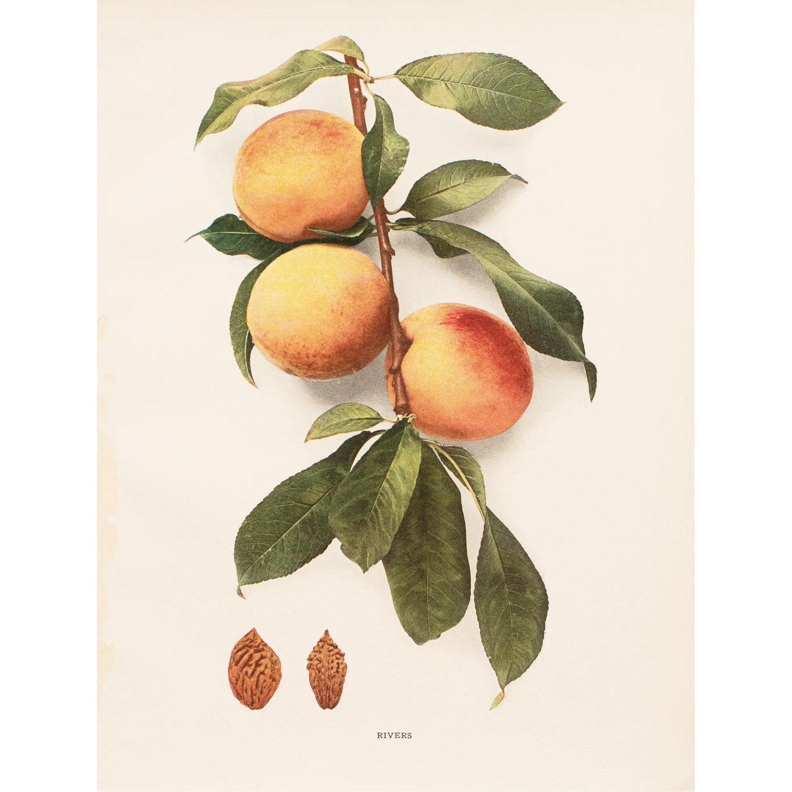 1900s U. P. Hedrick, Original Antique Photogravure of Rivers Peaches ...
