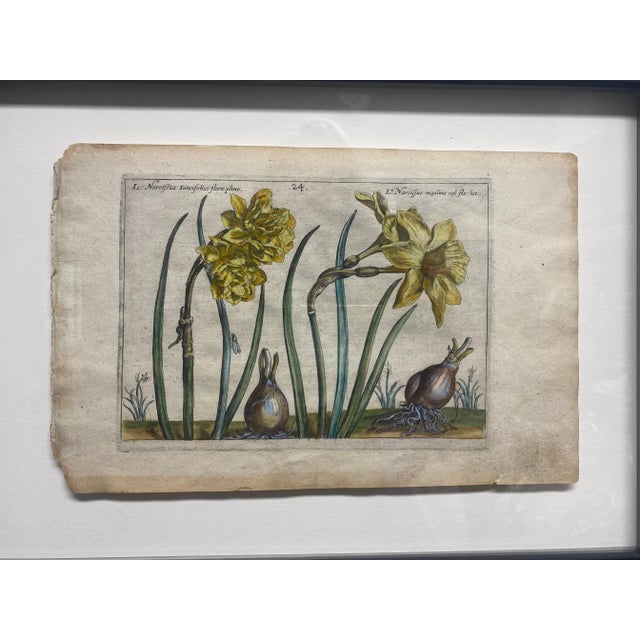 Antique Botanical Narcissus From Hortus Floridus 1614 Woodcut on Paper ...