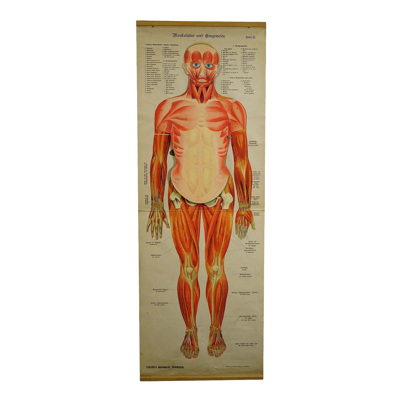 An Antique Foldable Anatomical Wall Chart Depicting Human Musculature ...