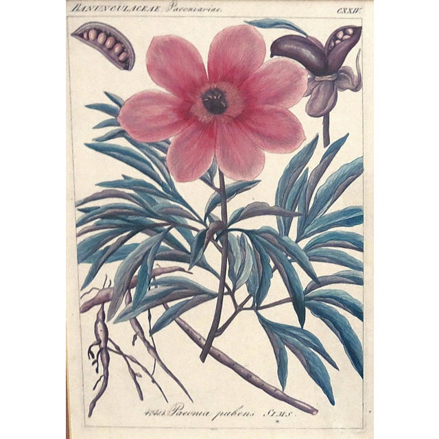 Set of 3 Vintage Botanical Lithograph Prints Floral Flowers Still Life ...