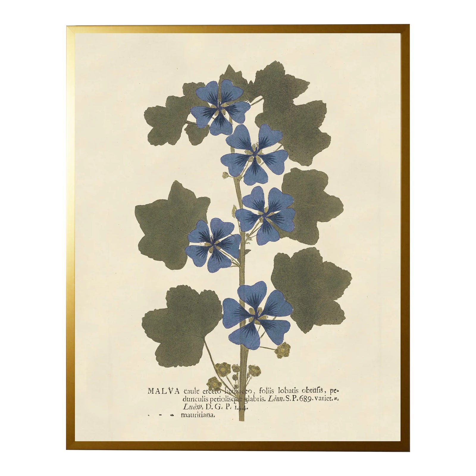 Blue Malva Print in Gold Shadowbox - 19" x 25" | Chairish