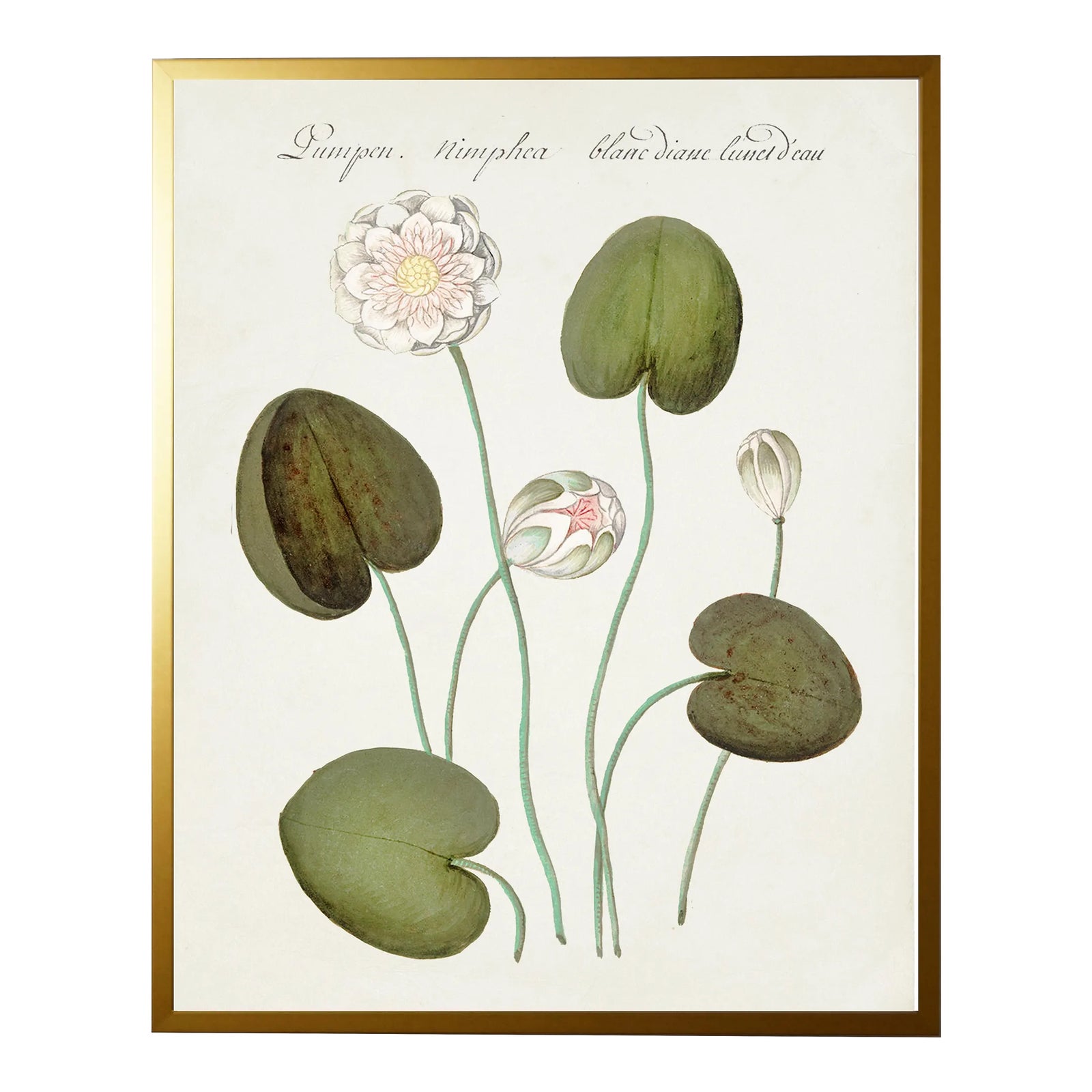 White Flowers Bookplate Print in Gold Shadowbox - 23" x 29" | Chairish