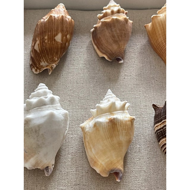 Vintage Coastal Marine Sea Shell Collection - Set of 16 | Chairish