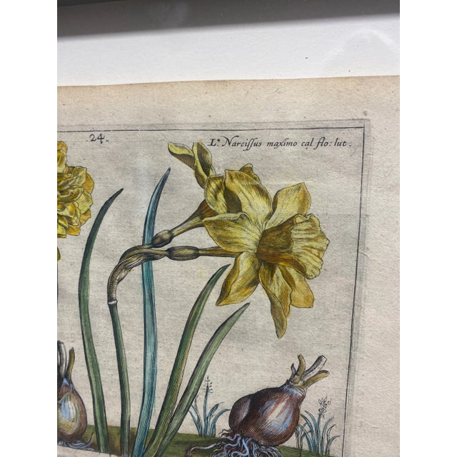 Antique Botanical Narcissus From Hortus Floridus 1614 Woodcut on Paper ...